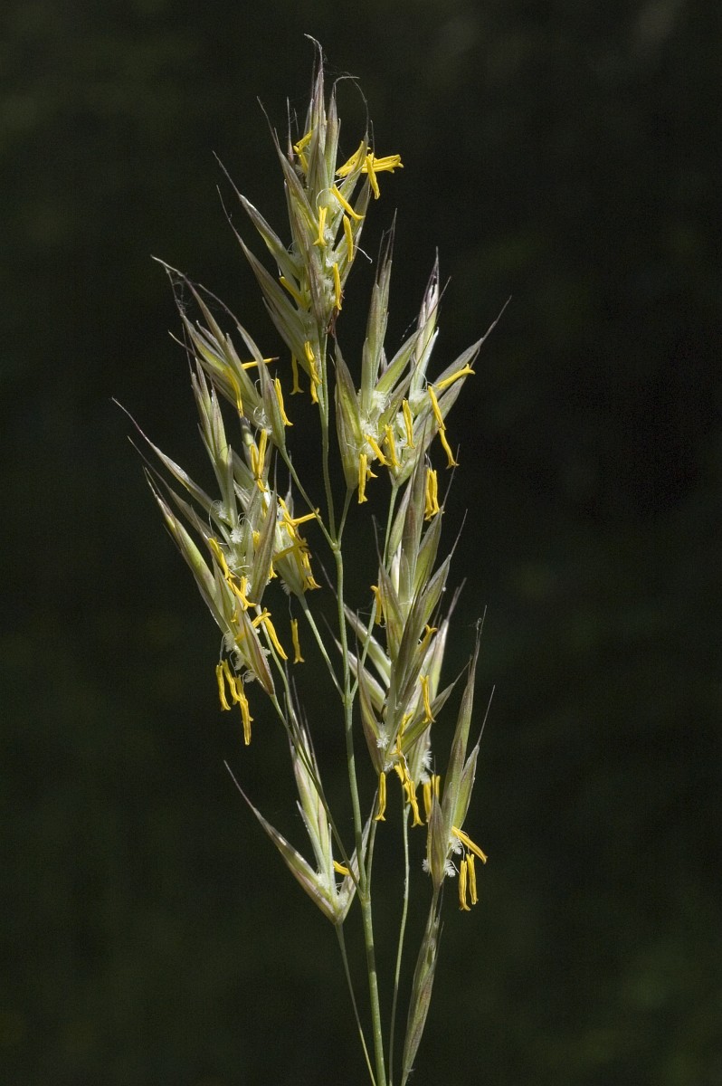 Bromus erectus, Upright Brome